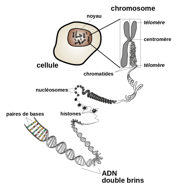 Relationship between DNA, Genes, Chromosomes and Traits Tnpsc
